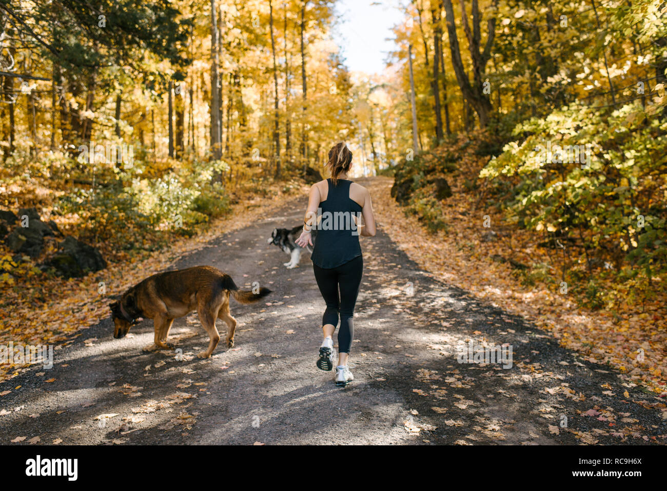 Woman jogging with dogs in forest Stock Photo - Alamy