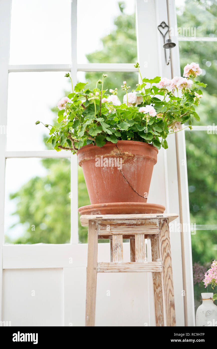 Geranium in flower pot Stock Photo - Alamy