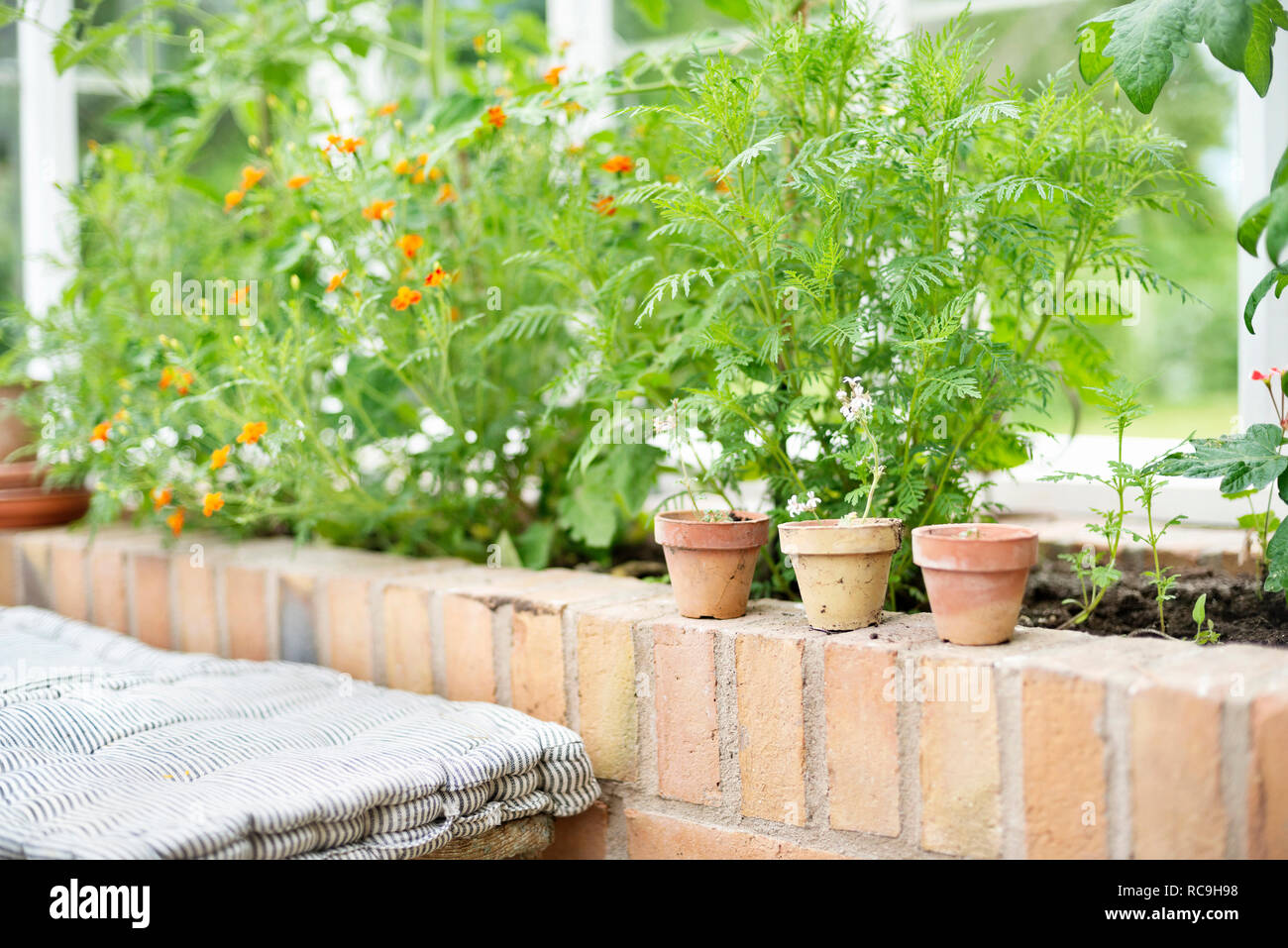 Bench and flowers in conservatory Stock Photo - Alamy