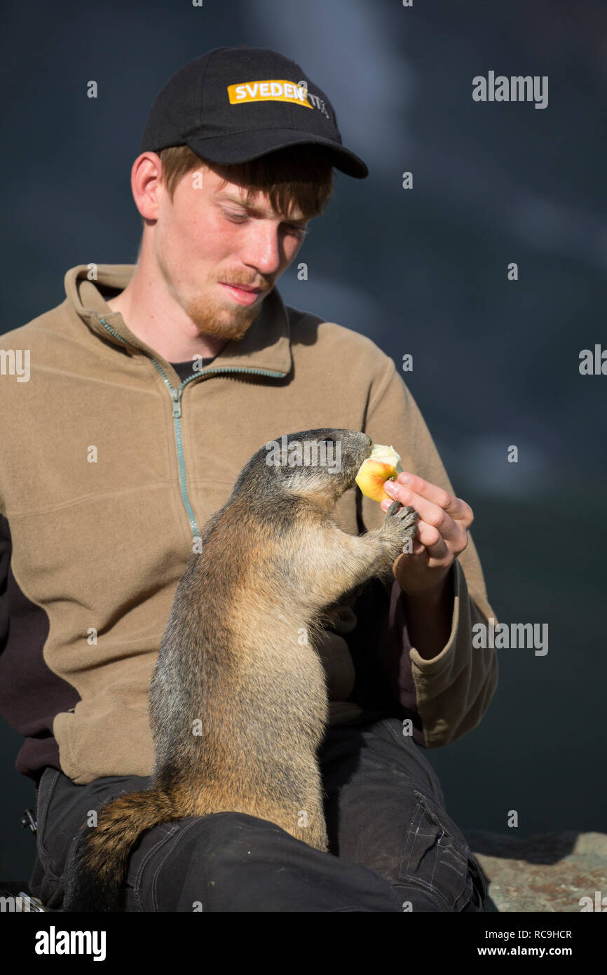 Tourist feeding apple to Alpine marmot (Marmota marmota) sitting on his lap in summer in the ...