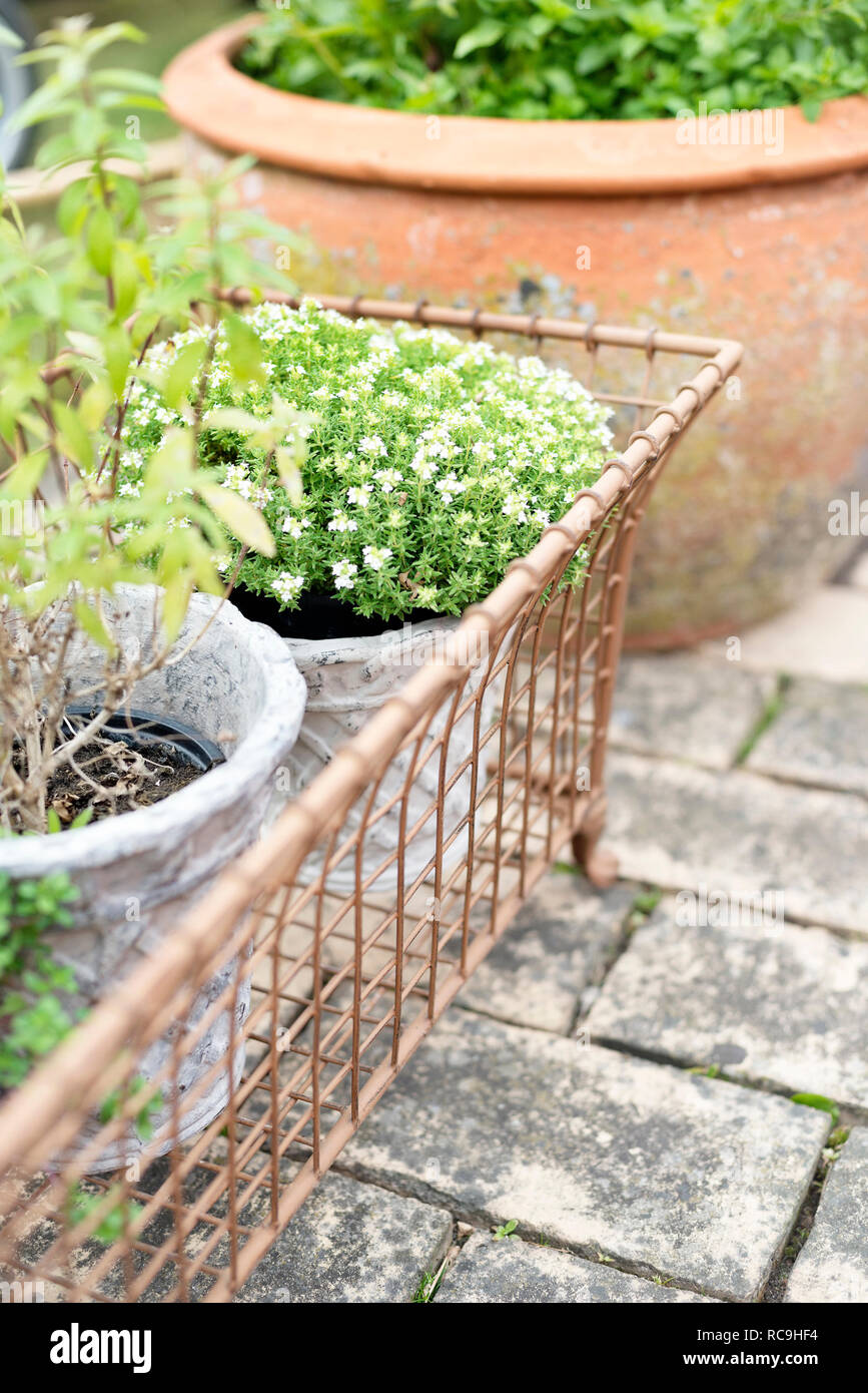 Potted plants in garden Stock Photo - Alamy