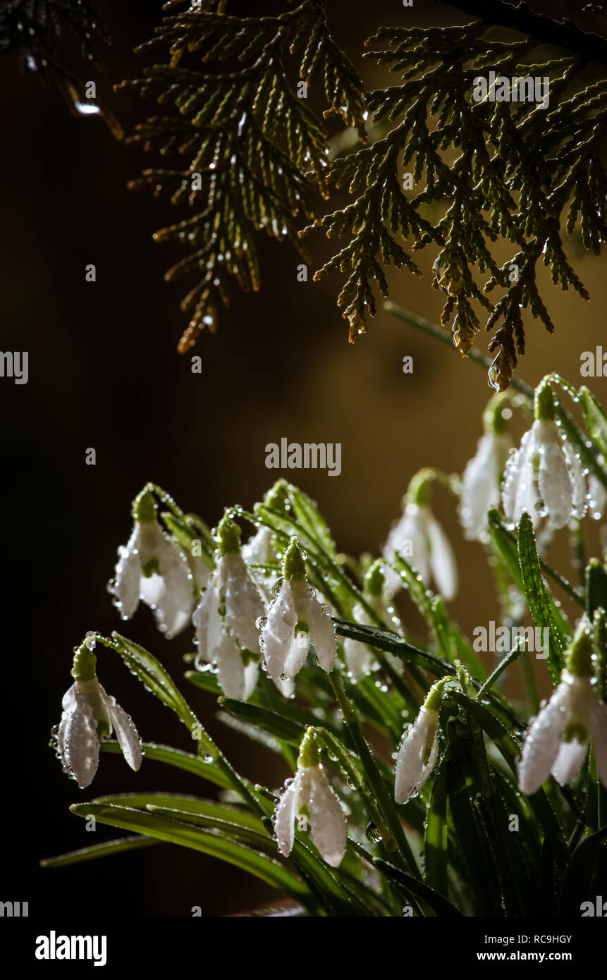 spring white snowdrop flower bloom Stock Photo - Alamy