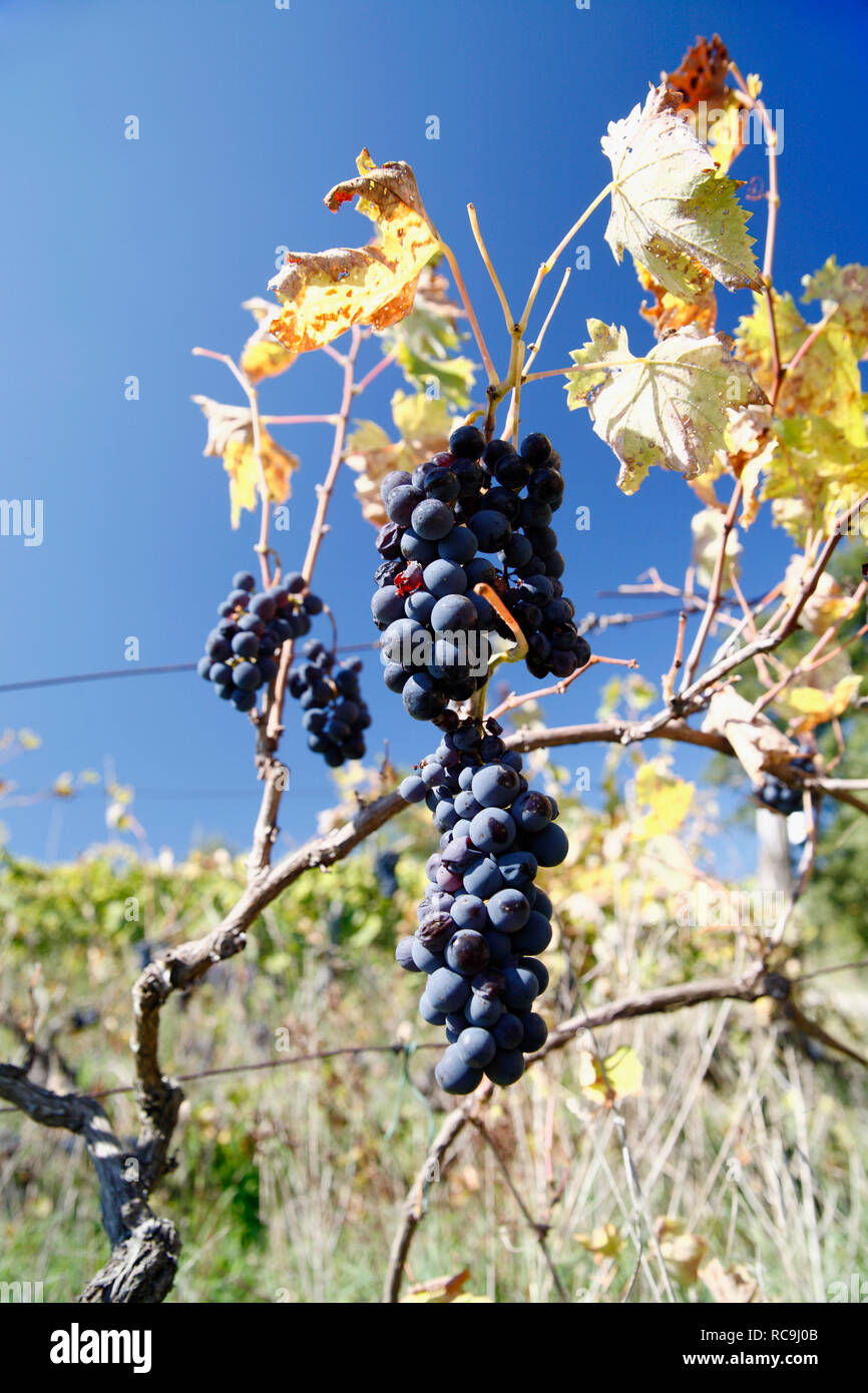 Fruit grape stem hi-res stock photography and images - Alamy