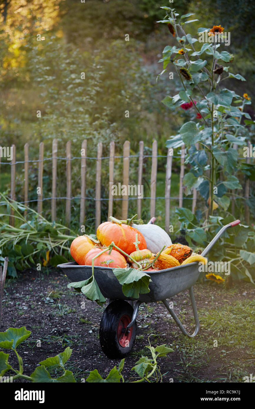 Pumpkins in wheelbarrow Stock Photo - Alamy
