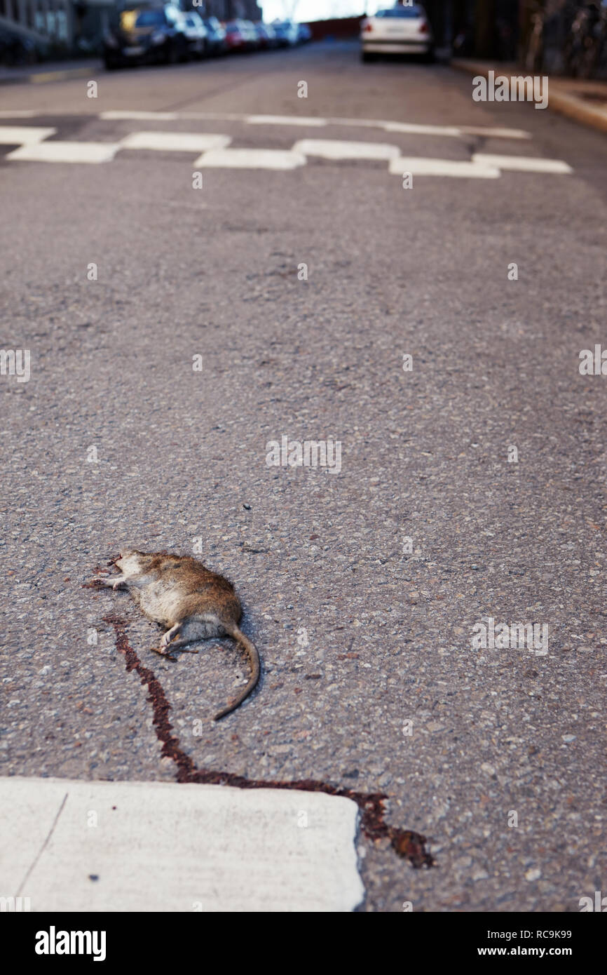 Rat body hi-res stock photography and images - Alamy