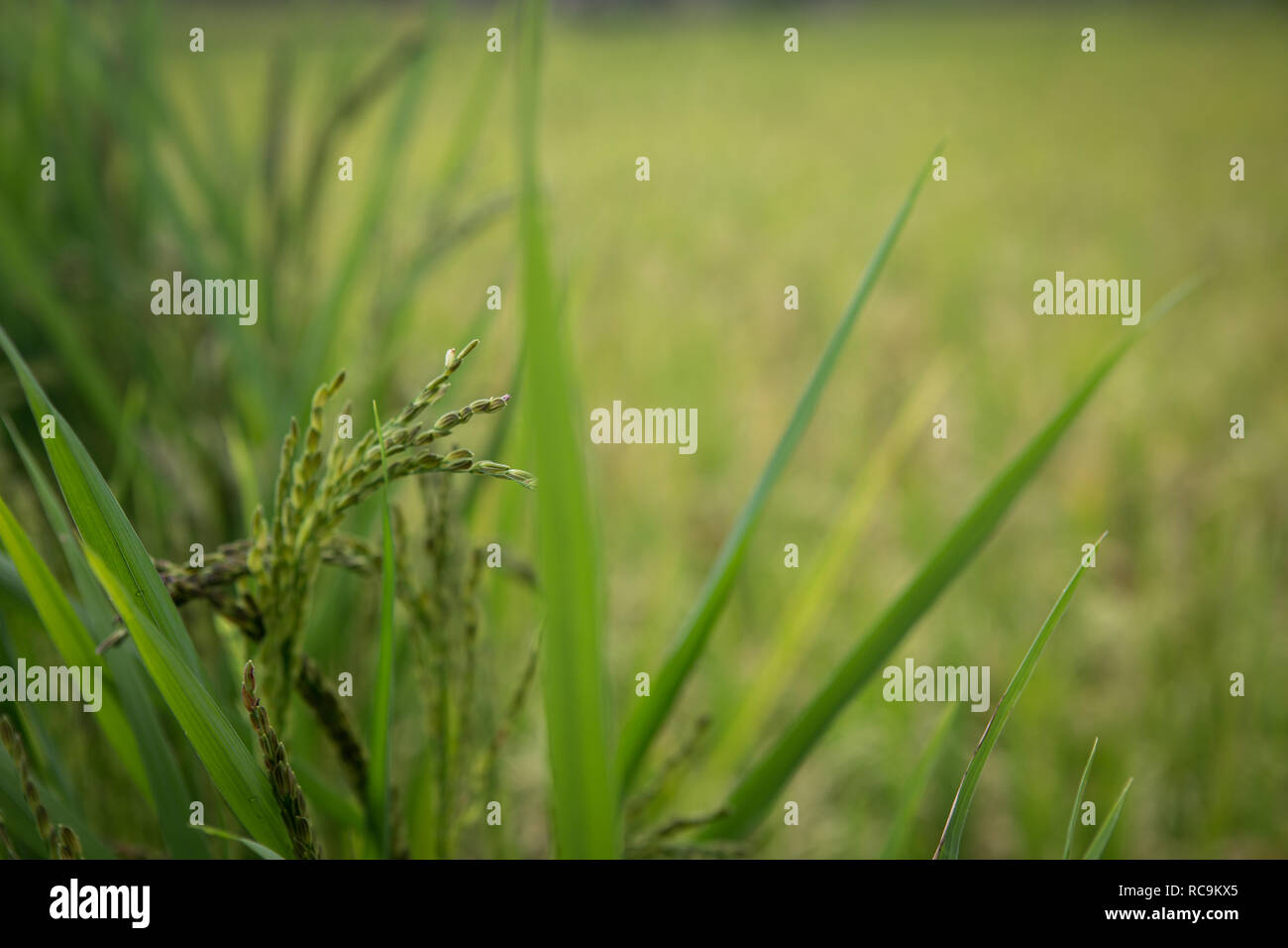 Corn harvest bali hi-res stock photography and images - Alamy