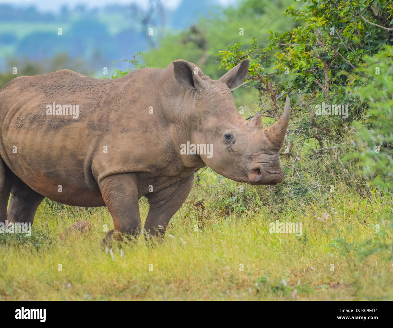 A cute male bull white Rhino in Kruger National Park Stock Photo - Alamy
