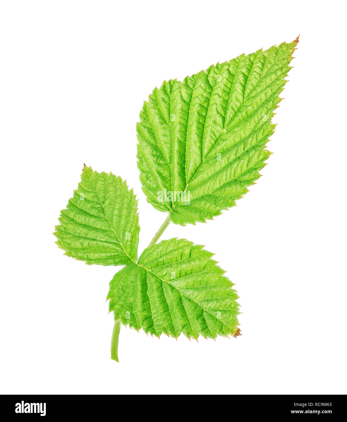 Green leaf of raspberry solated on white background. Clipping path ...