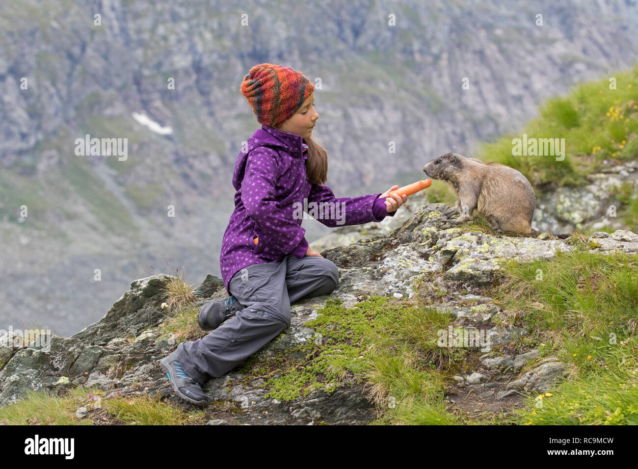 Child feeding carrot to tame Alpine marmot (Marmota marmota) in summer in the Alps Stock Photo ...