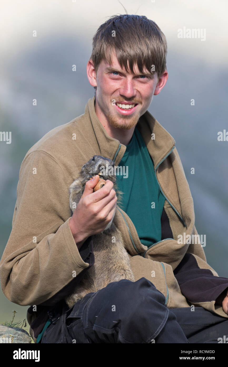 Tourist feeding carrot to tame Alpine marmot (Marmota marmota) on his lap in summer in the Alps ...