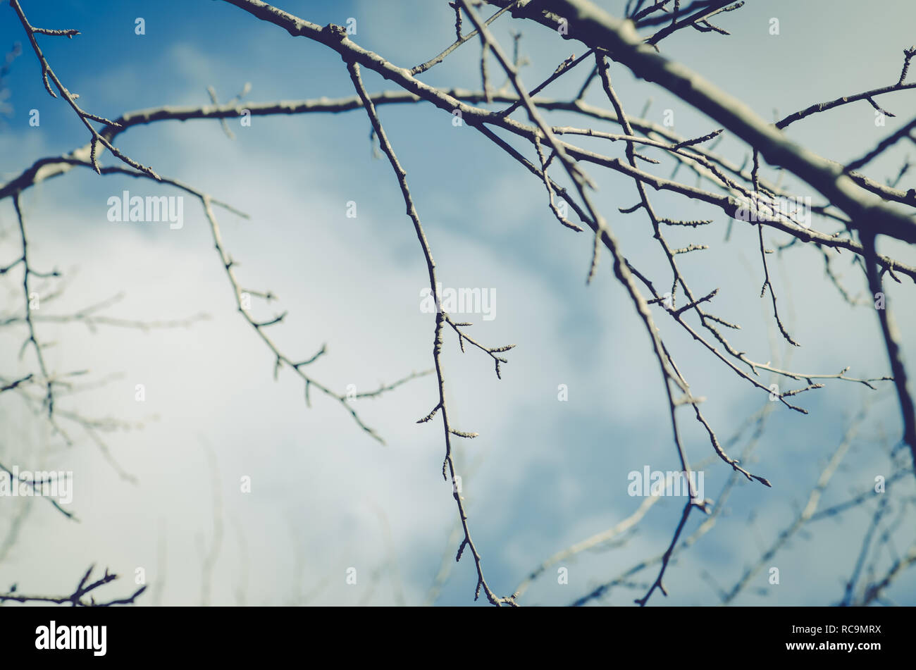 spring tree branches and blue sky Stock Photo - Alamy