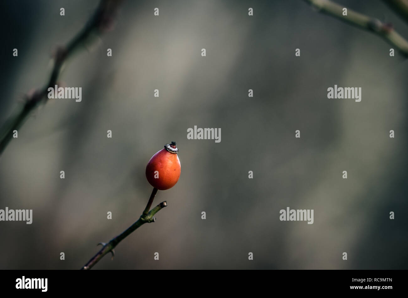 detail of red healthy rose hip berry Stock Photo - Alamy