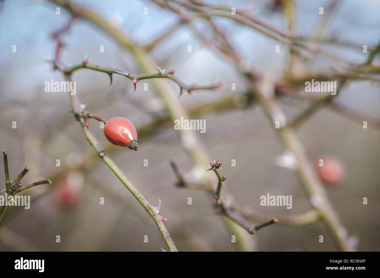 detail of red healthy rose hip berry Stock Photo - Alamy