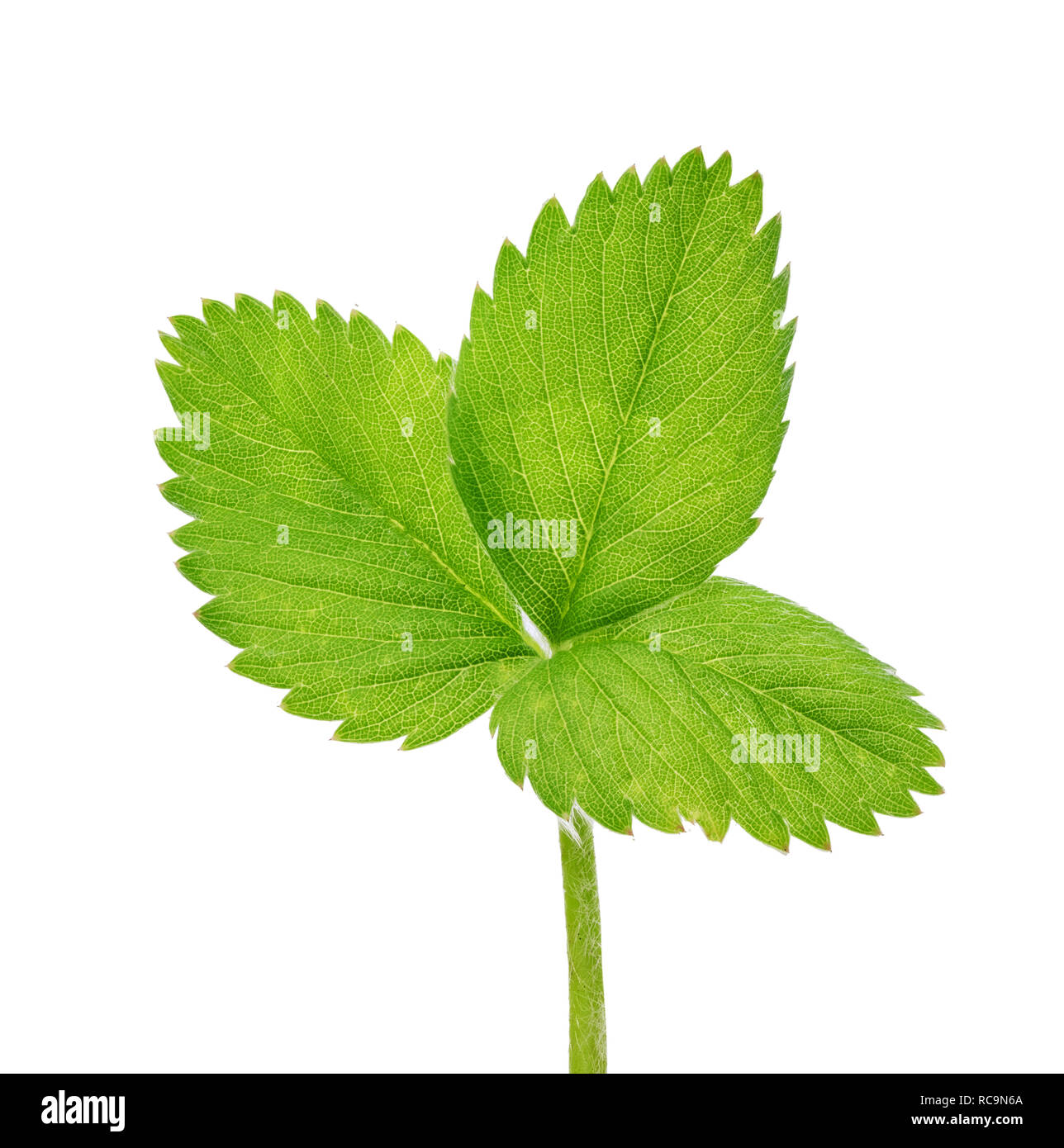 Green leaf of strawberry isolated on white background. Clipping path ...