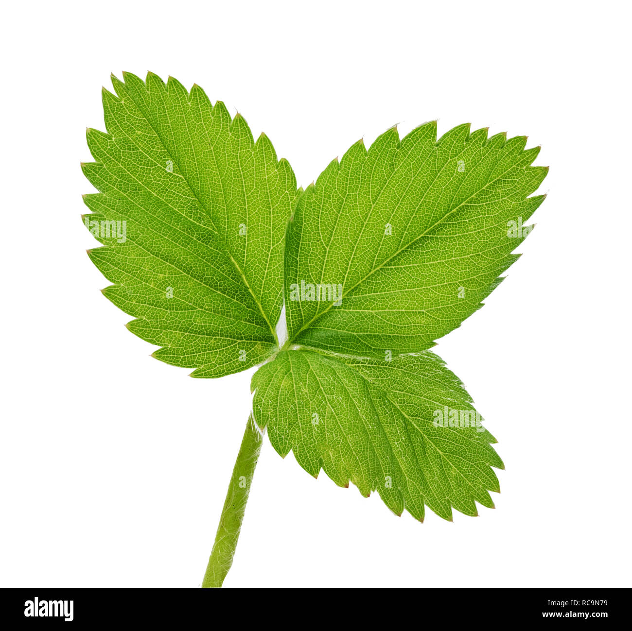 Green leaf of strawberry isolated on white background. Clipping path ...