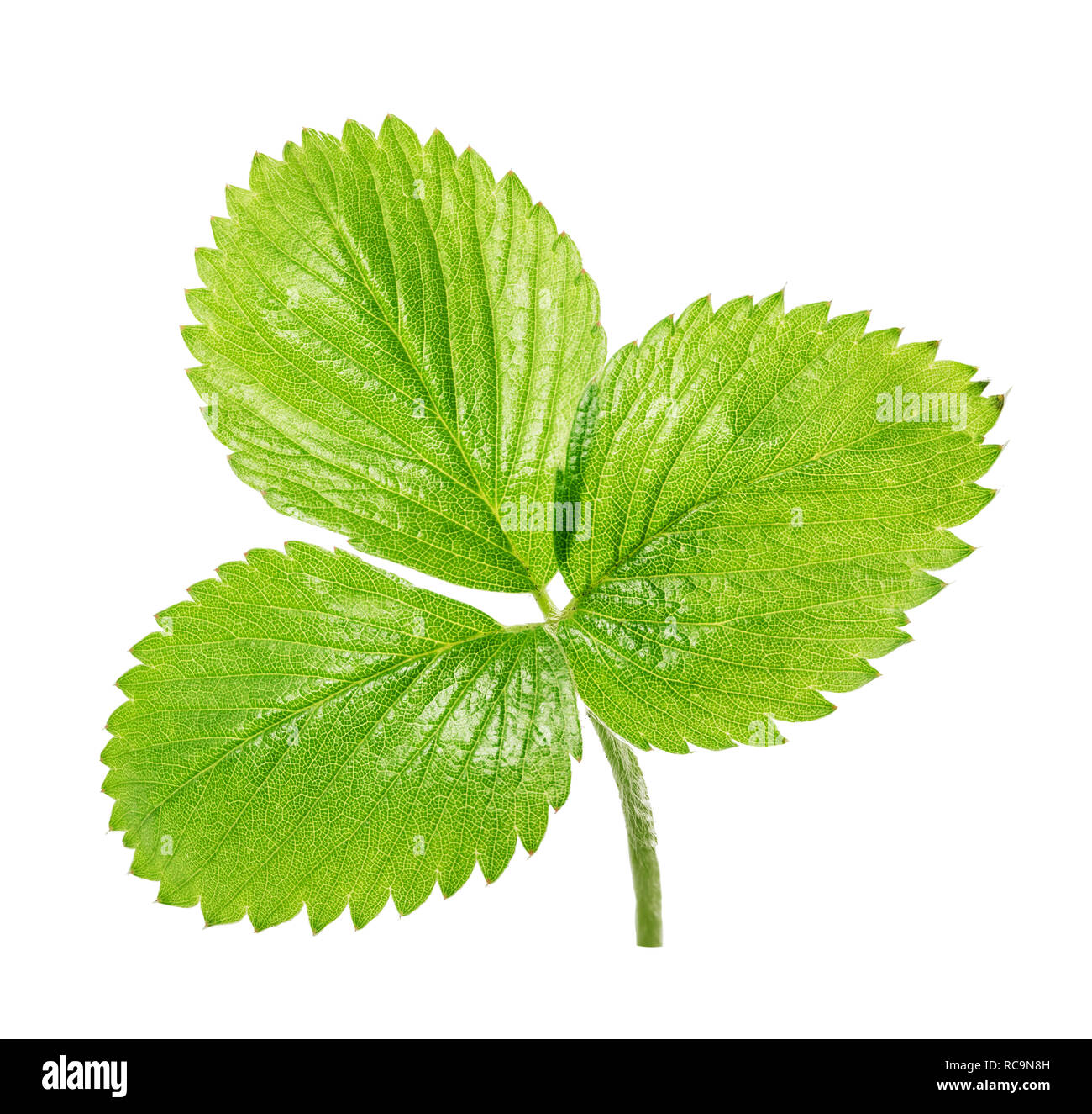 Green leaf of strawberry isolated on white background. Clipping path ...