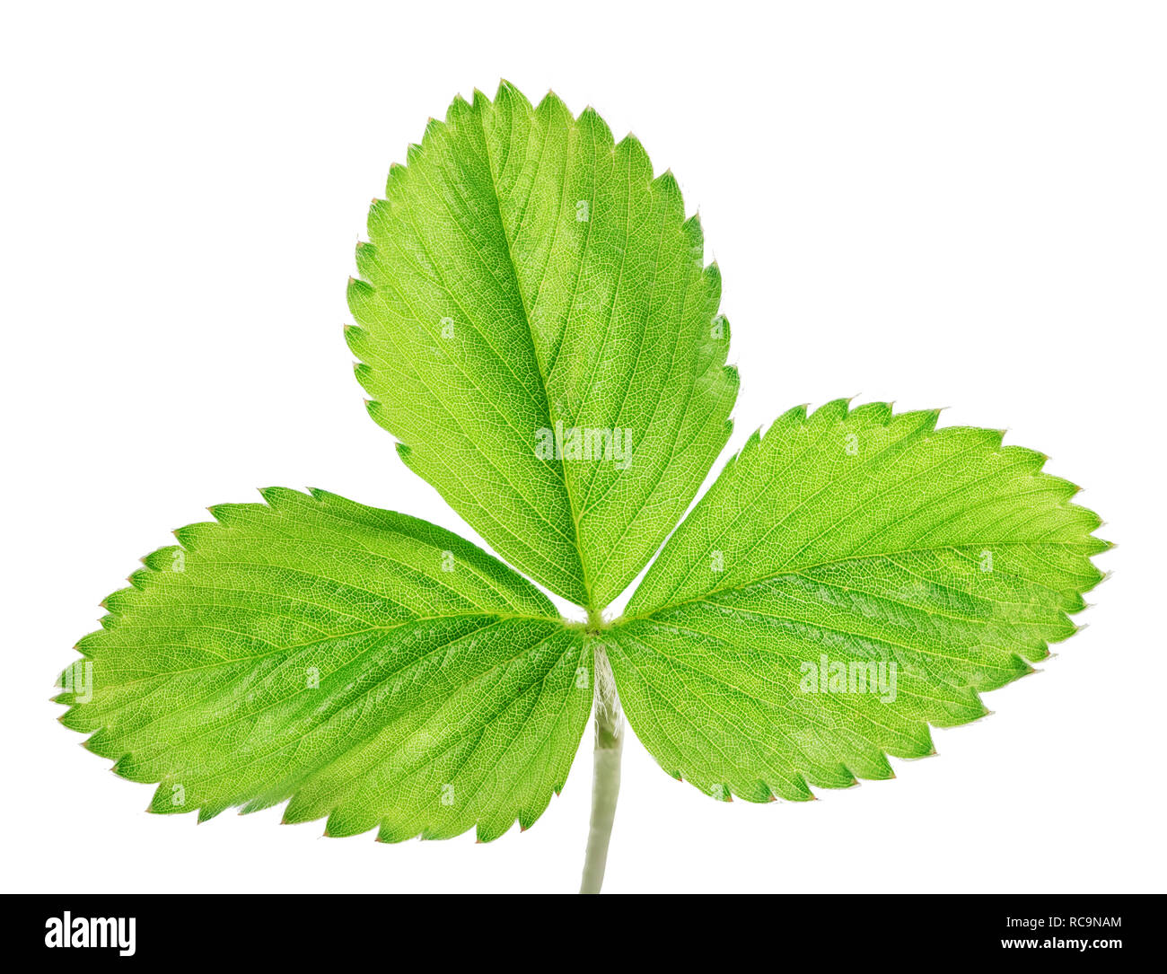 Green leaf of strawberry isolated on white background. Clipping path ...