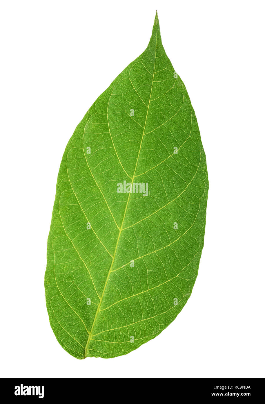 Green leaf of nut isolated on white background Clipping path Stock ...