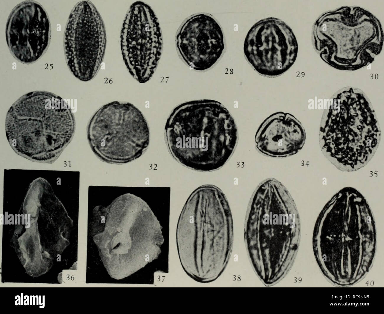 Fen guo hi-res stock photography and images - Alamy