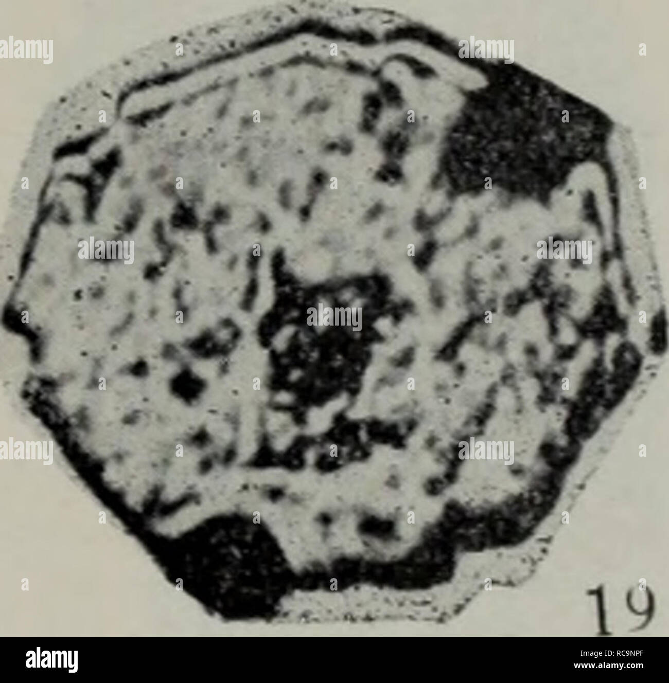 Fen guo hi-res stock photography and images - Alamy