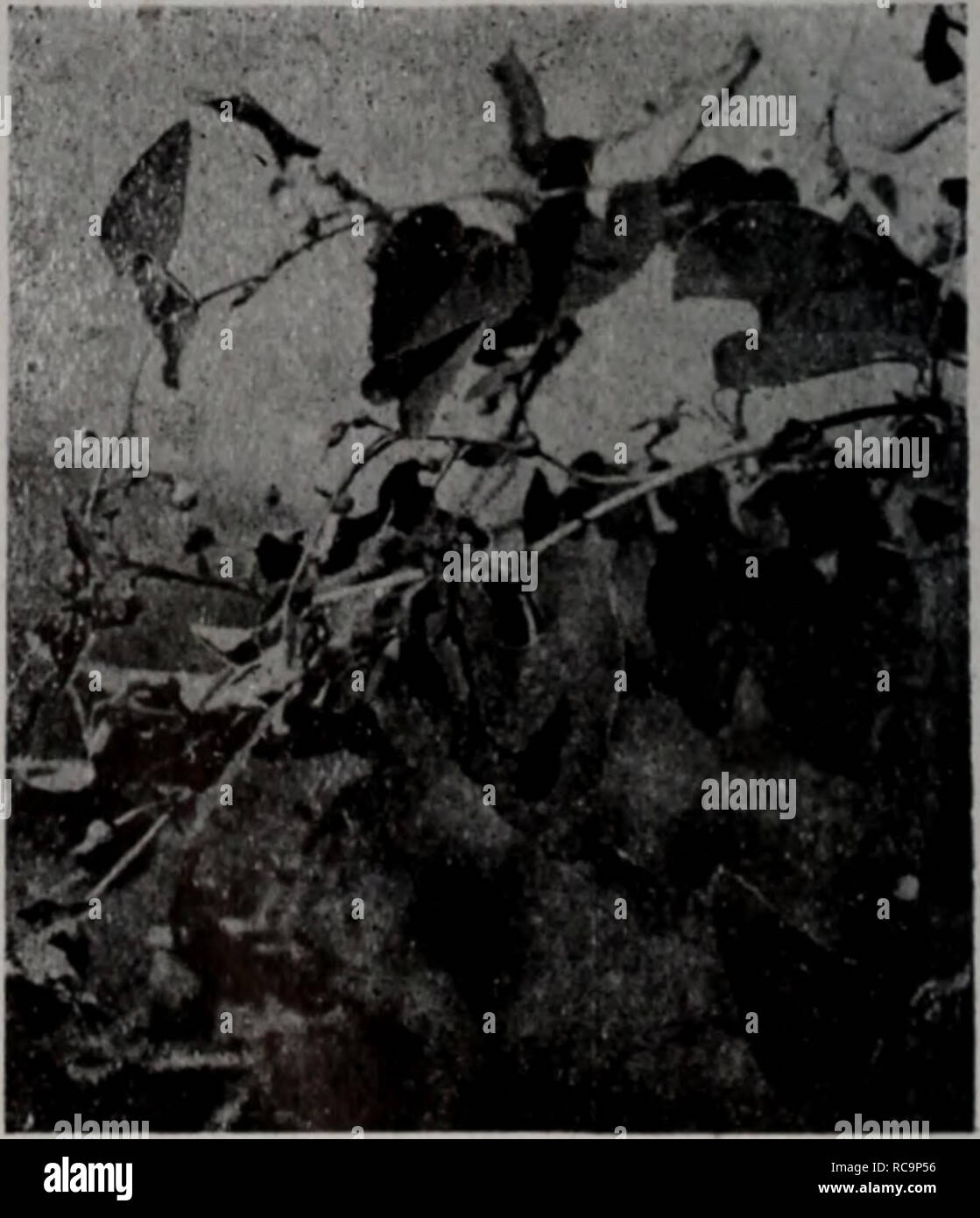 Chun xiao hi-res stock photography and images - Alamy