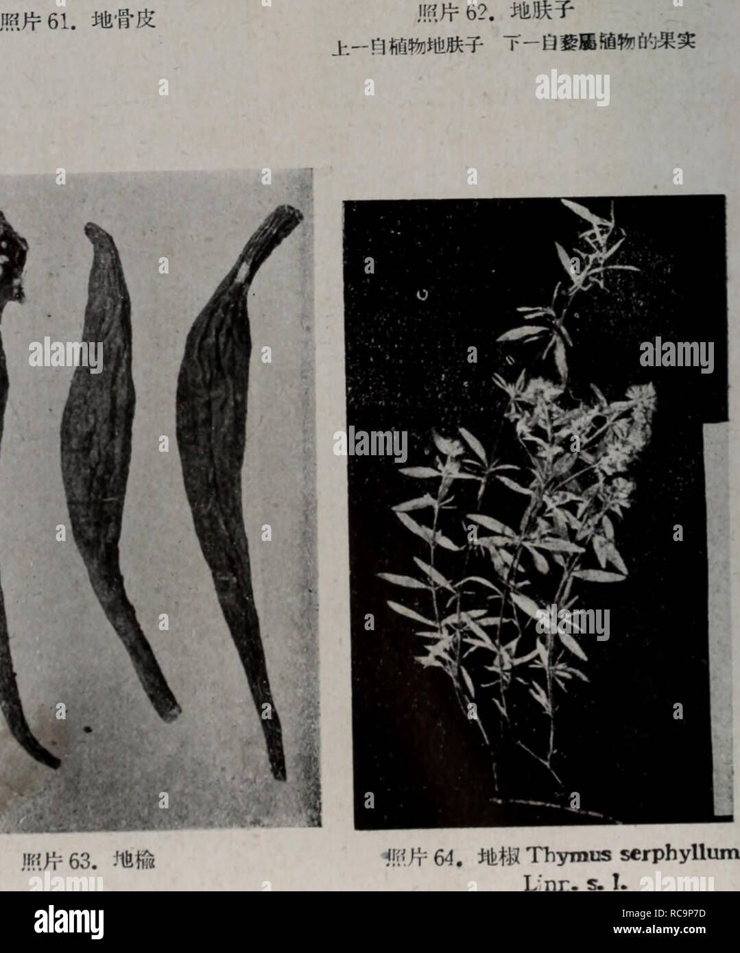 Lou rui hi-res stock photography and images - Alamy