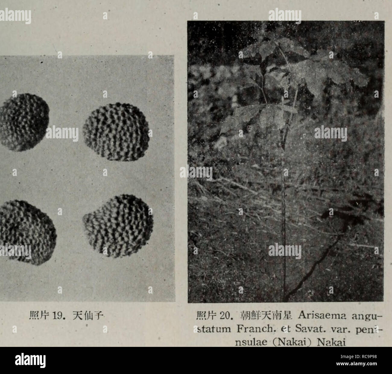 Gen zhang hi-res stock photography and images - Alamy