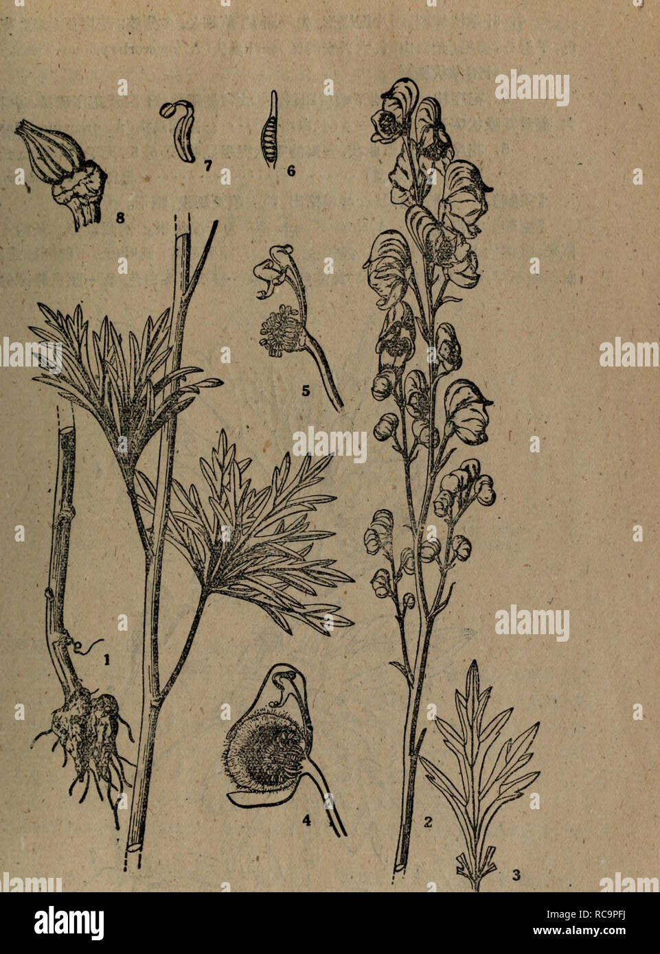 Aconitum kusnezoffii hi-res stock photography and images - Alamy