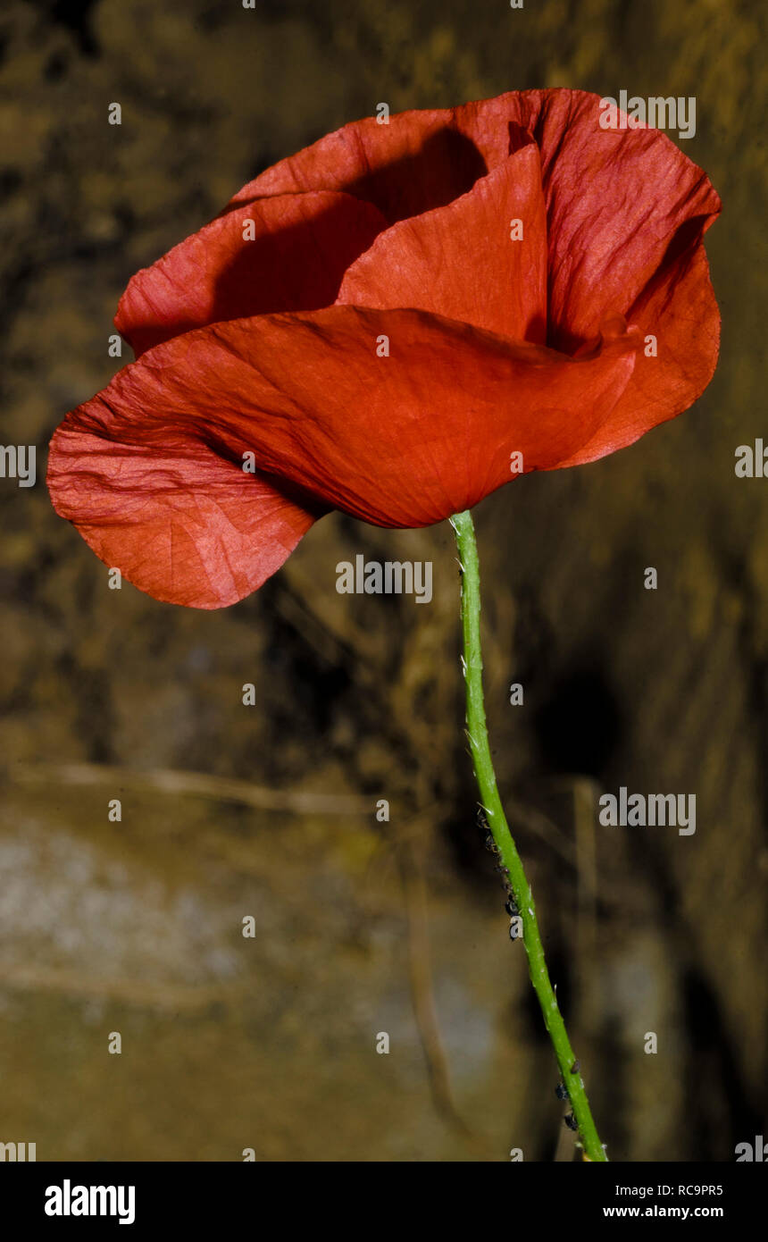 Red poppy interior hi-res stock photography and images - Alamy