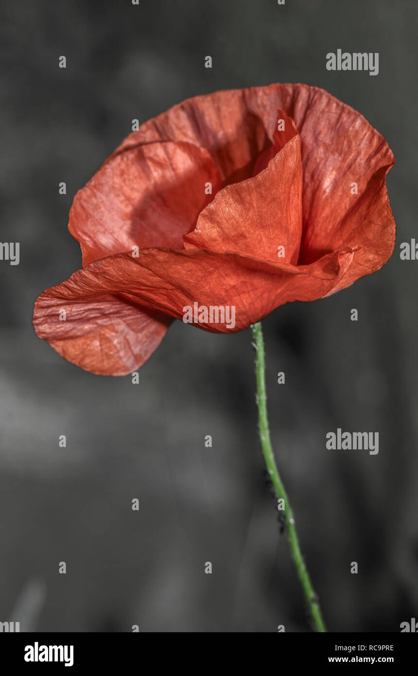 Red poppy inside seen from above Stock Photo - Alamy