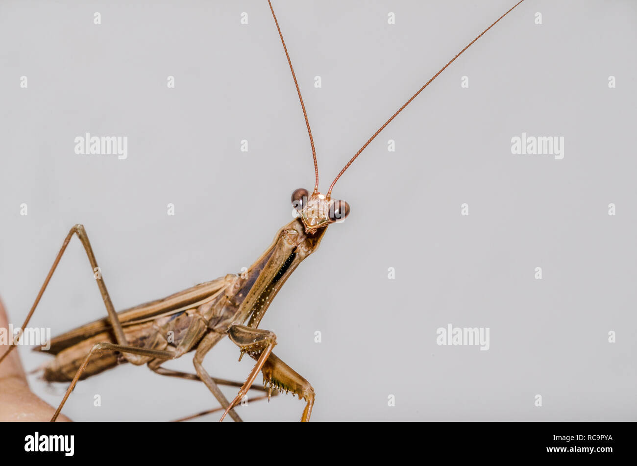 Mantis insect in nature hi-res stock photography and images - Alamy