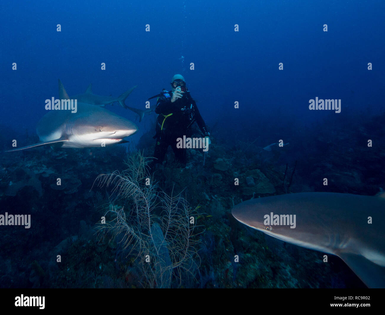 Diver and shark Stock Photo - Alamy