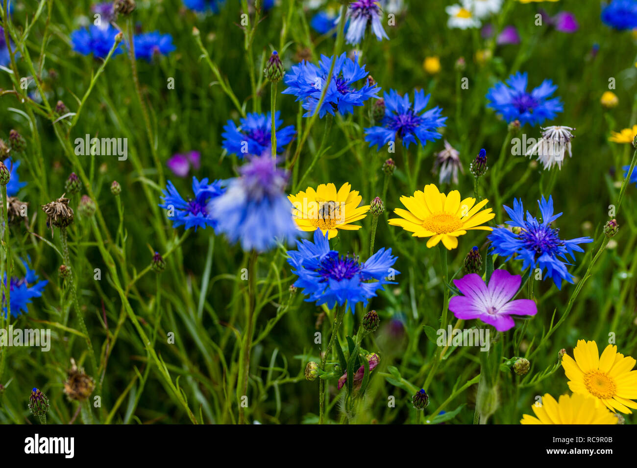 A bee pollinating on a yellow daisy in a spring flower meadow Stock ...