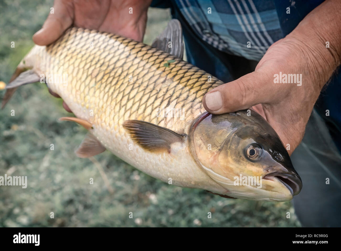 Fisherman holding a large fish, which caught in the river Stock Photo ...