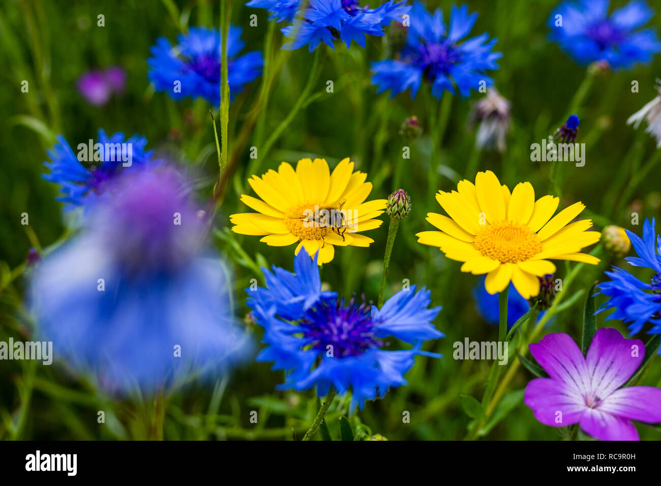 A bee pollinating on a yellow daisy in a spring flower meadow Stock ...