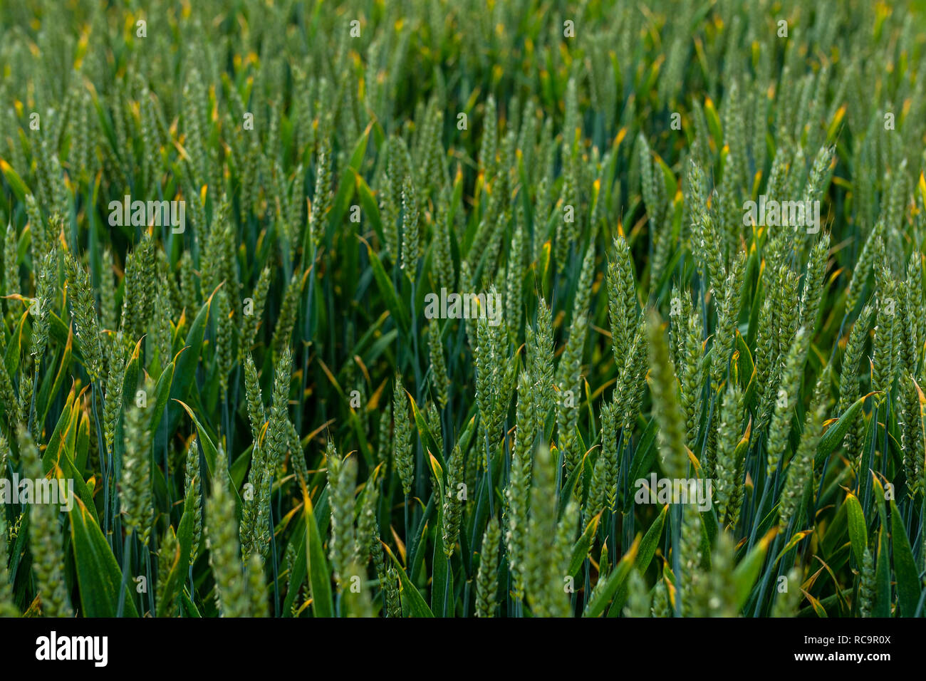 Grain growing hi-res stock photography and images - Alamy