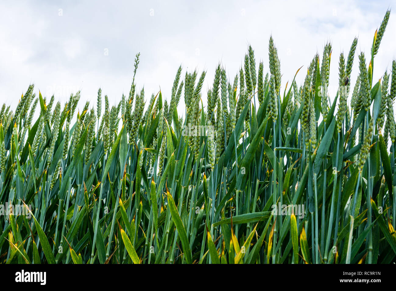 Corn field in back ground hi-res stock photography and images - Alamy