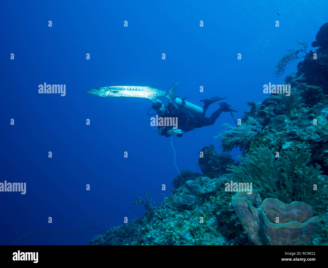 Barracuda encounter hi-res stock photography and images - Alamy