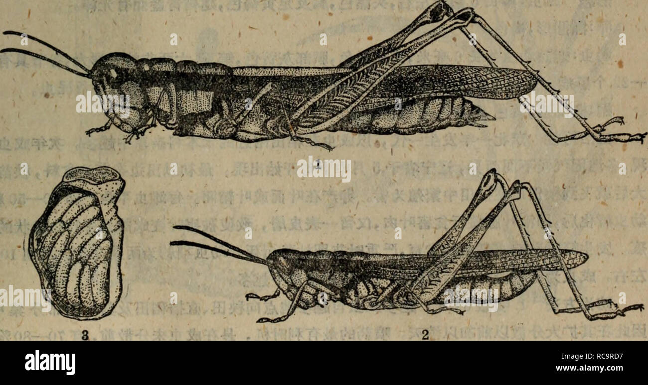 Oxya chinensis hi-res stock photography and images - Alamy