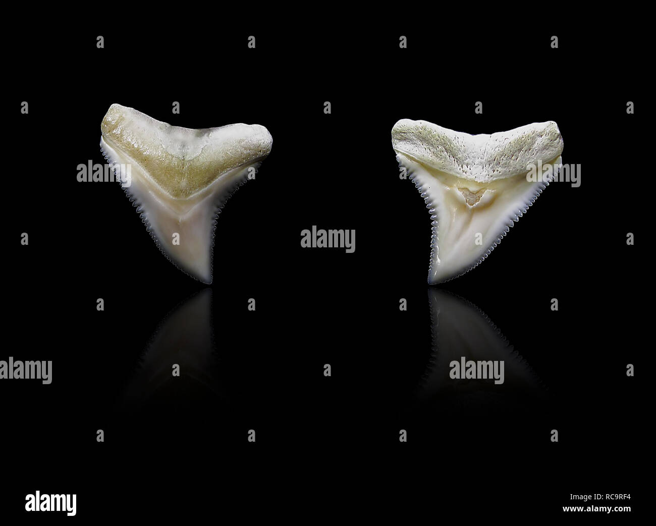 Shark bones hi-res stock photography and images - Alamy