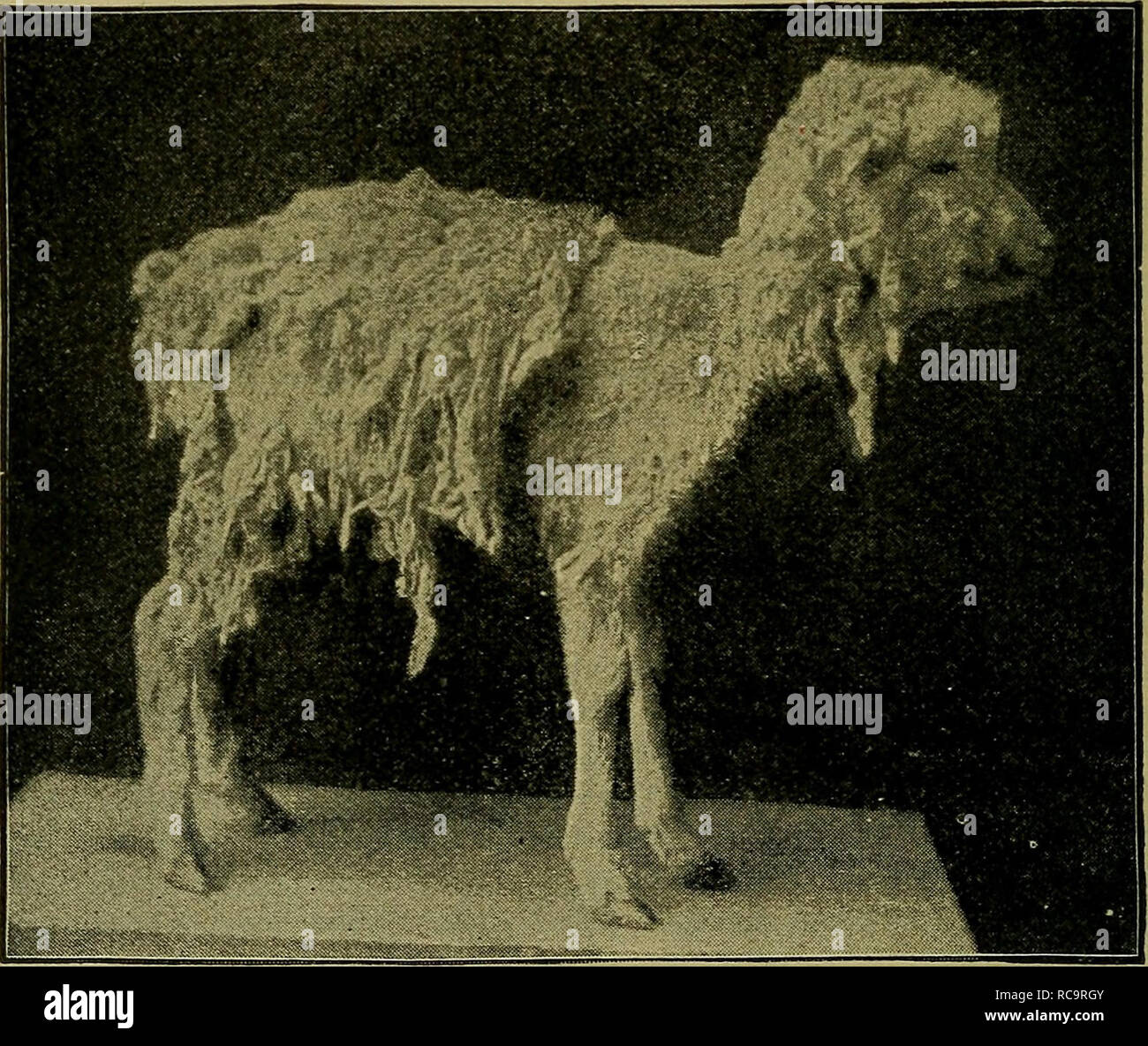 External parasites of sheep hi-res stock photography and images - Alamy