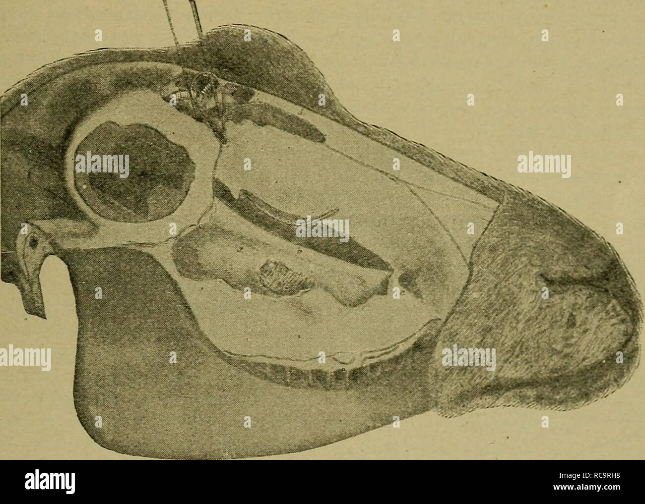 Bleeding sheep in hi-res stock photography and images - Alamy