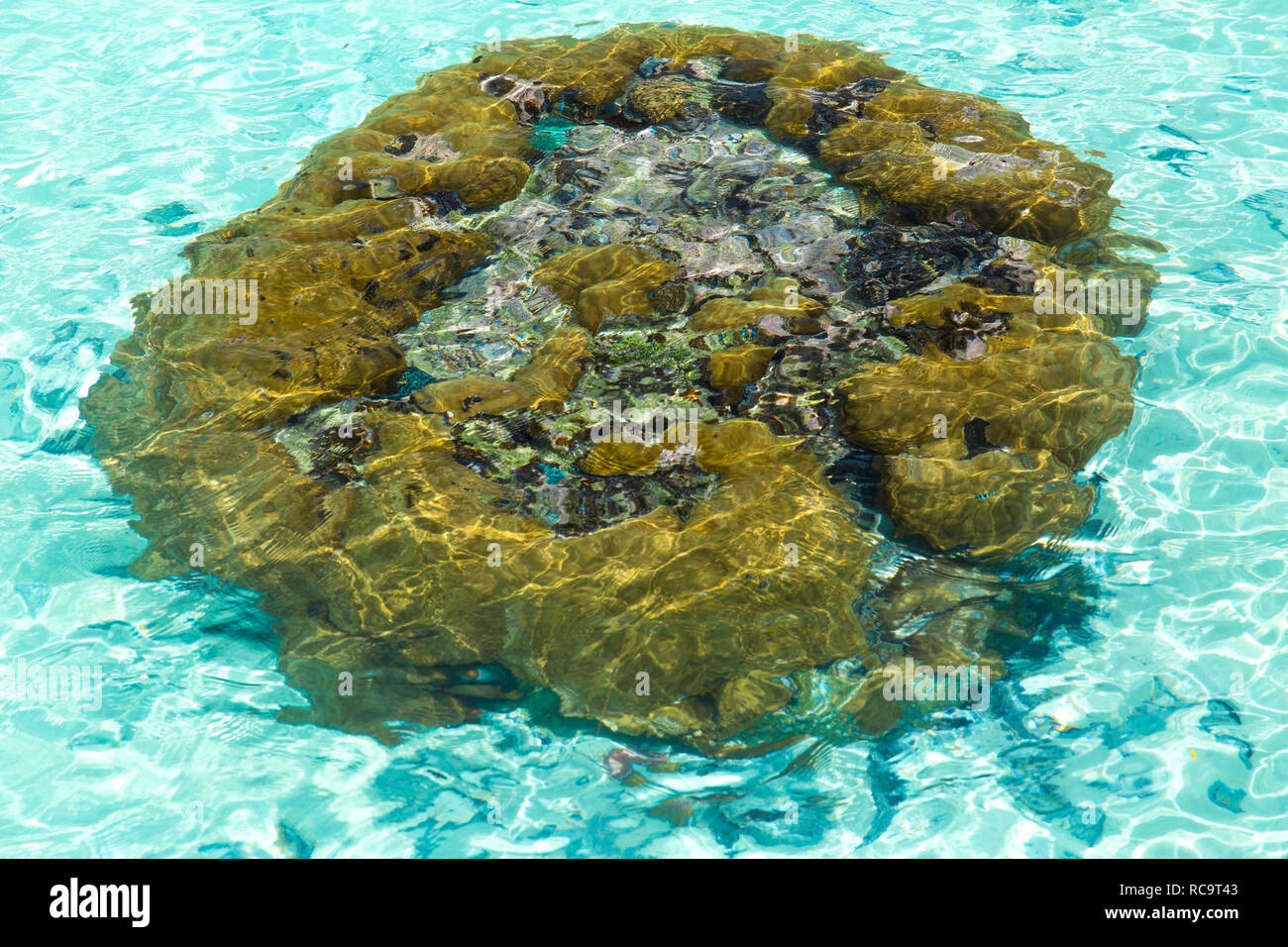Sponge in water hi-res stock photography and images - Alamy