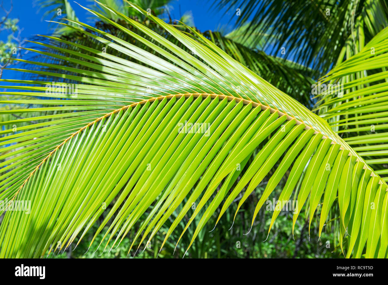 green palm tree branch Stock Photo - Alamy