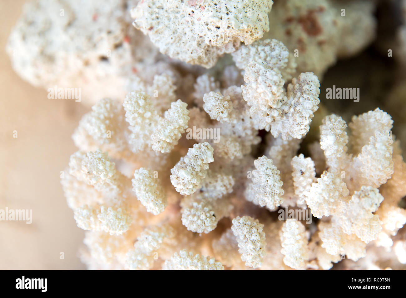 Cnidarian polyp coral hi-res stock photography and images - Alamy