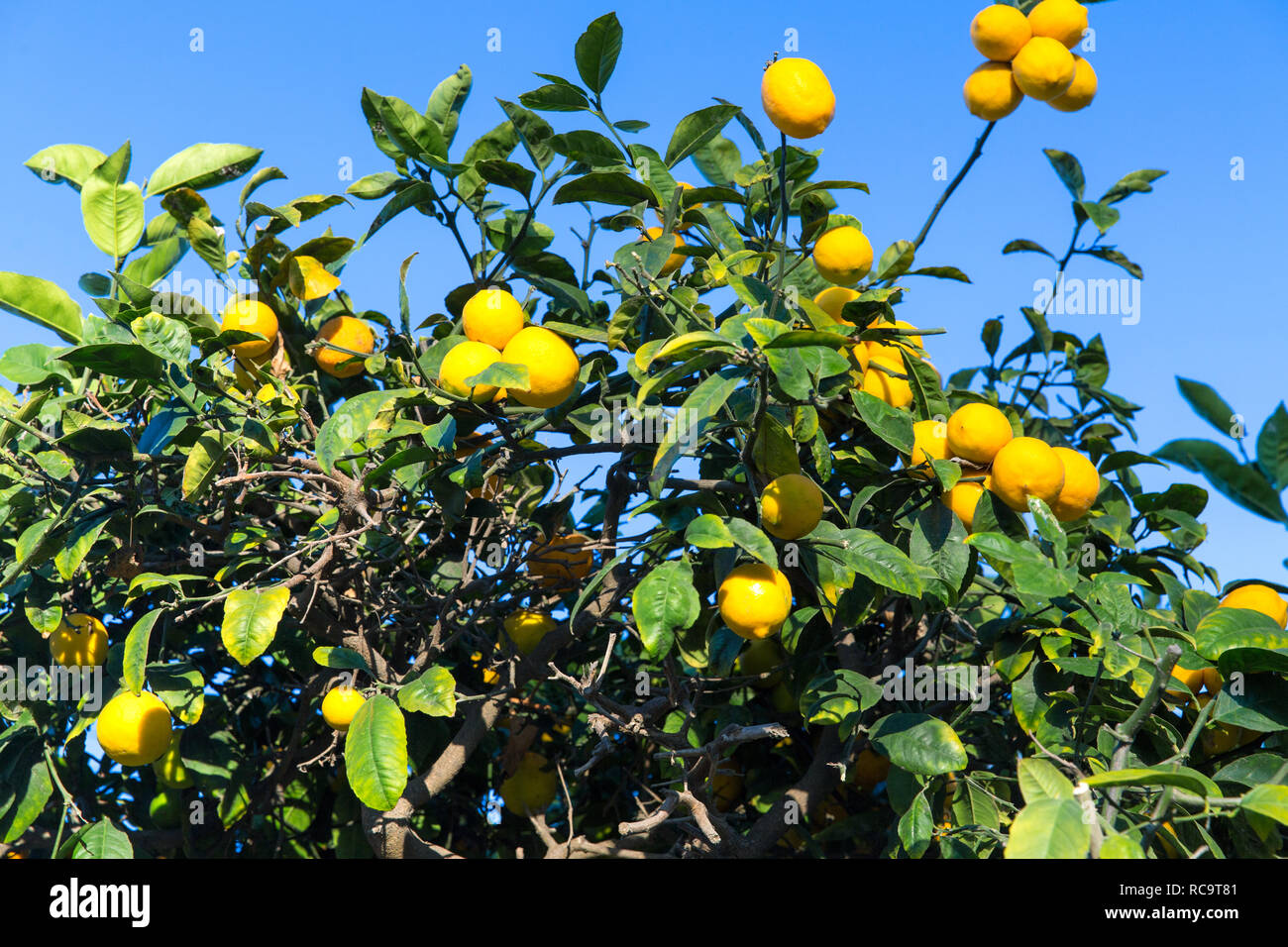 lemon tree over blue sky Stock Photo - Alamy