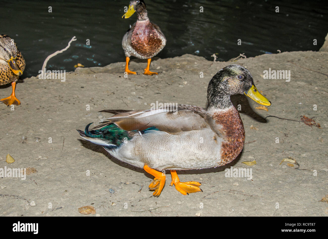Specimen of wild duck walking on the ground Stock Photo - Alamy