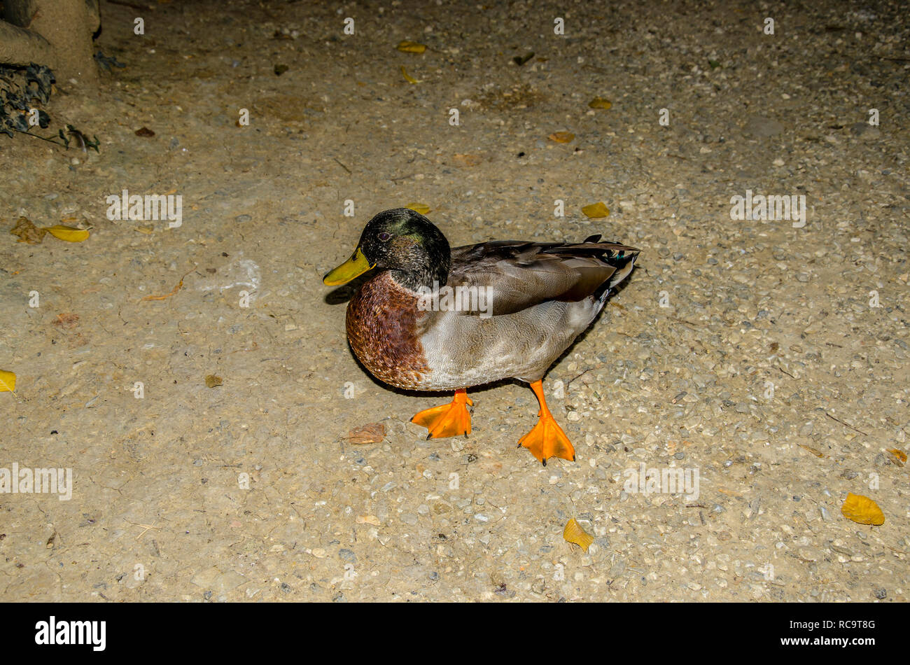 Specimen of wild duck walking on the ground Stock Photo - Alamy