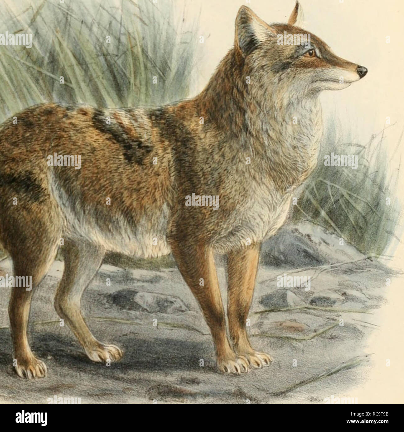 . Dogs, jackals, wolves, and foxes: a monograph of the Canidae. With ...
