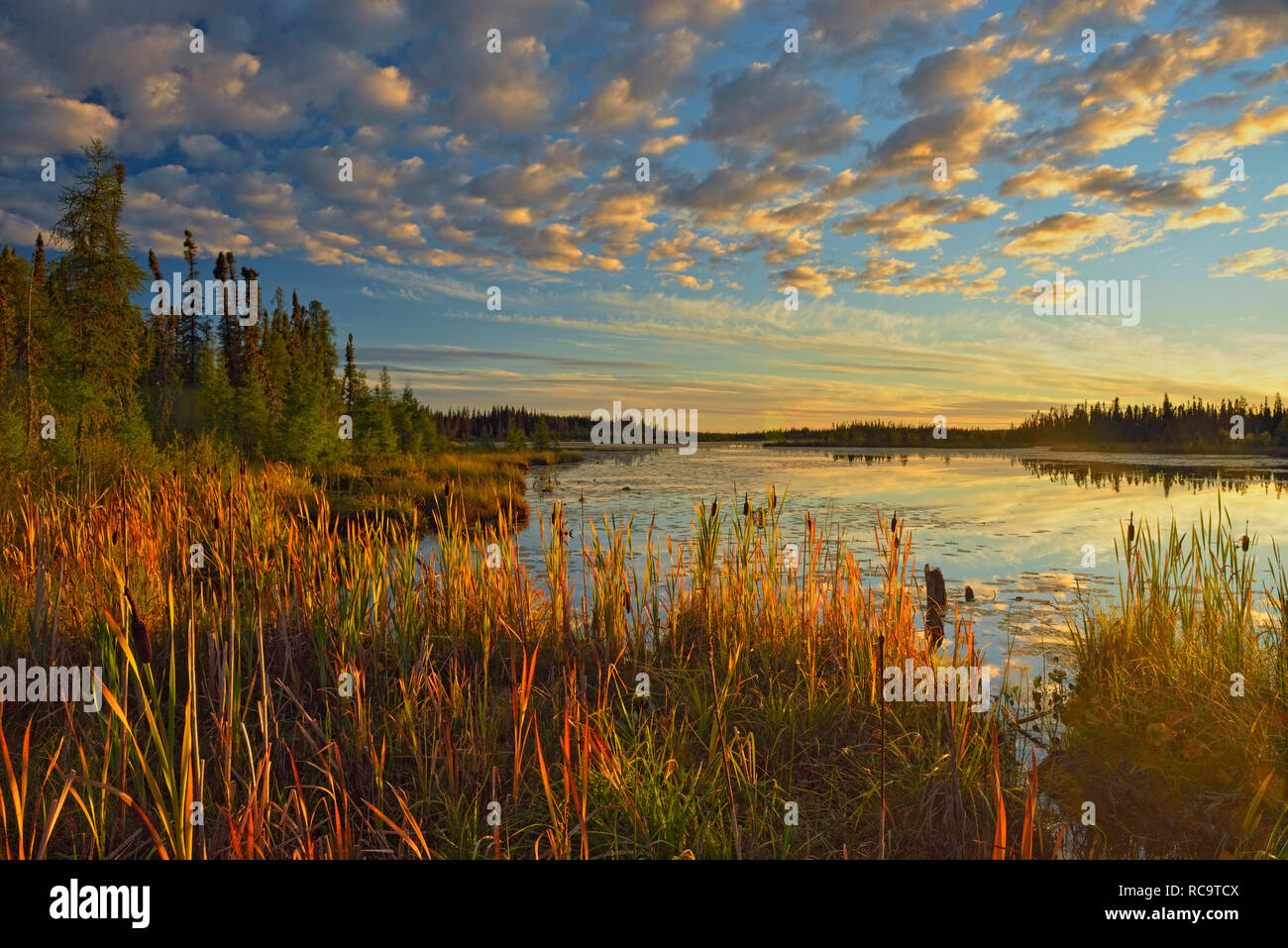 Dawn skies reflected in a beaver pond, Wood Buffalo National Park ...